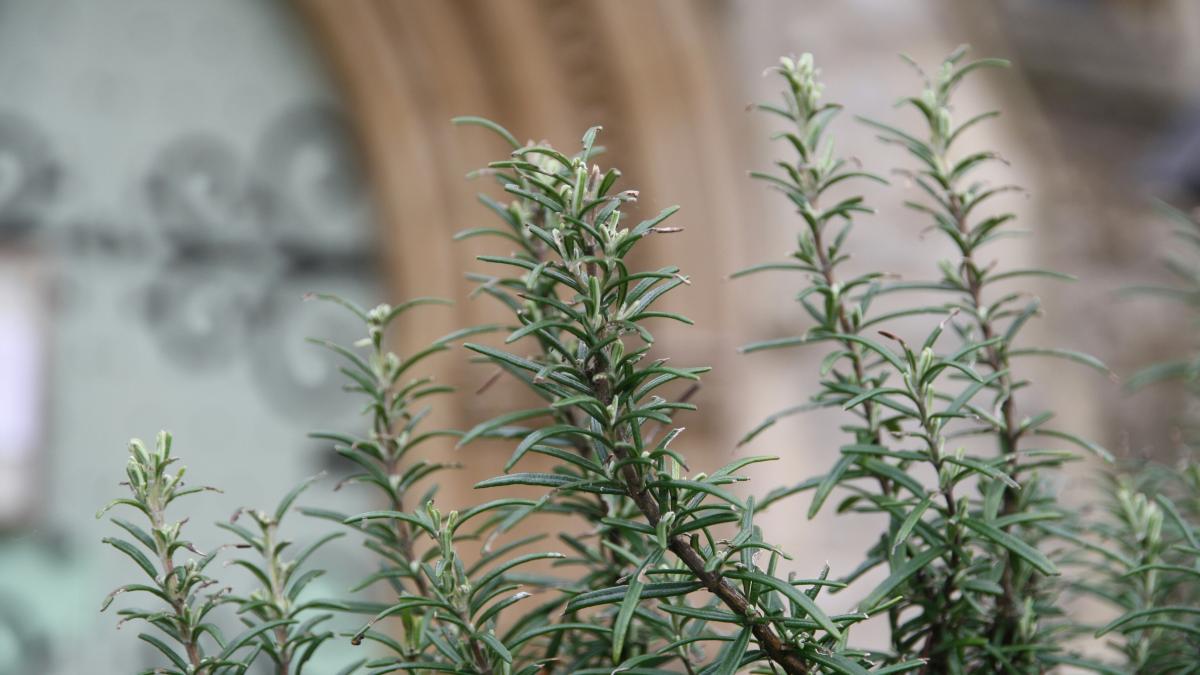 Culture, Diversity and Inclusion in Church Planting | CRC Network
